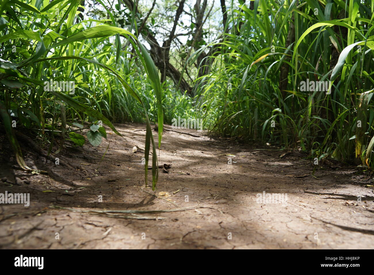 Trail / Path Low Down at Foot Level in the Jungle / Forest on Oahu ...