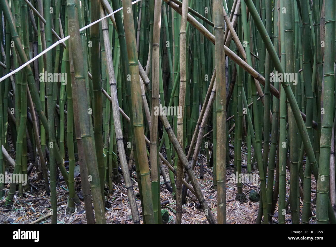 Hundreds of bamboo shoots hi-res stock photography and images - Alamy