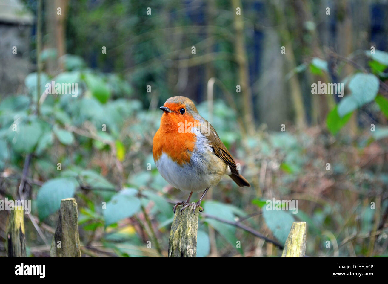 A friendly robin captured whilst out walking in Wales Stock Photo - Alamy