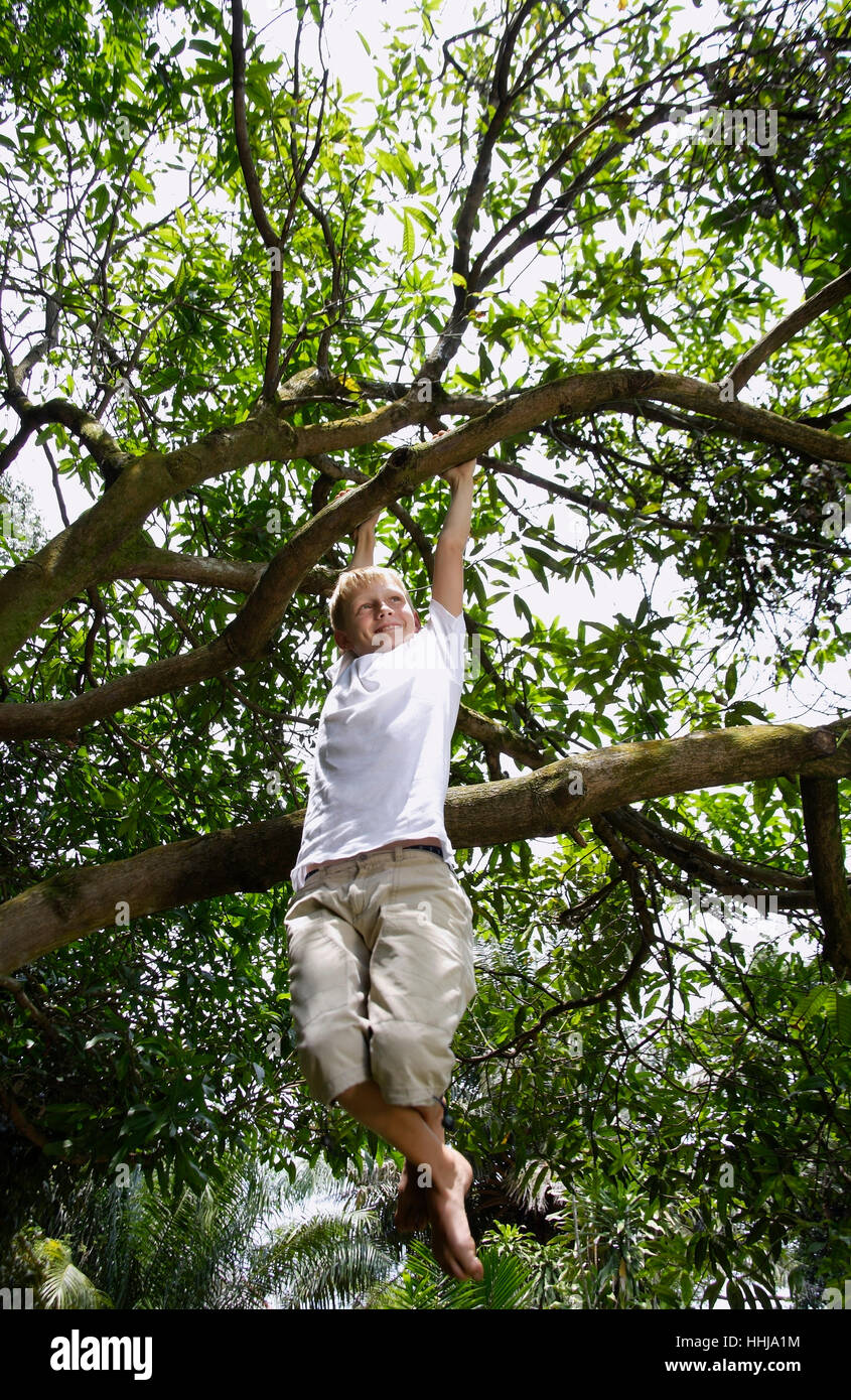 young boy hanging from tree Stock Photo - Alamy