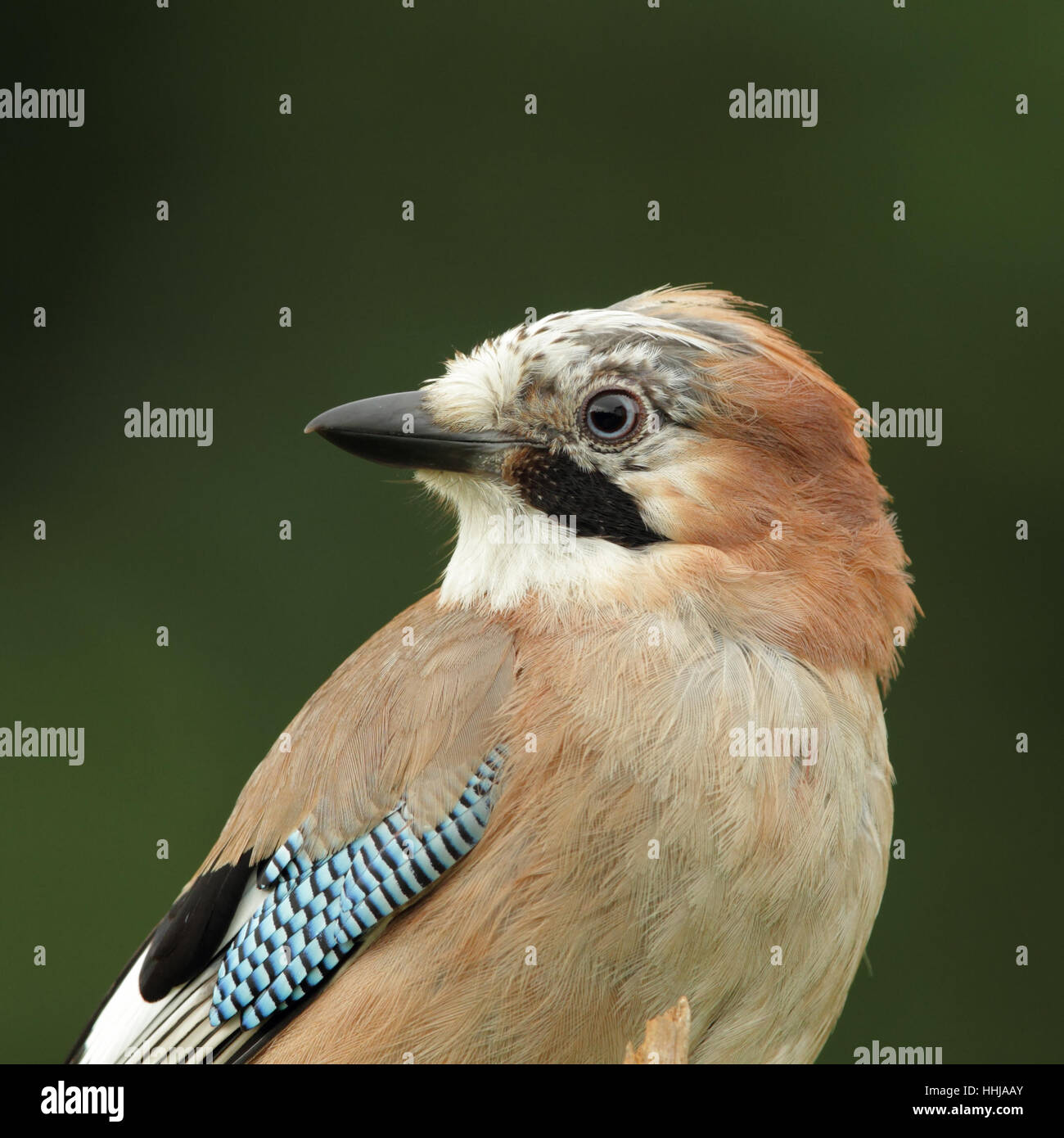 animal, bird, birds, wildlife, wild animal, jay, blue, macro, close-up ...