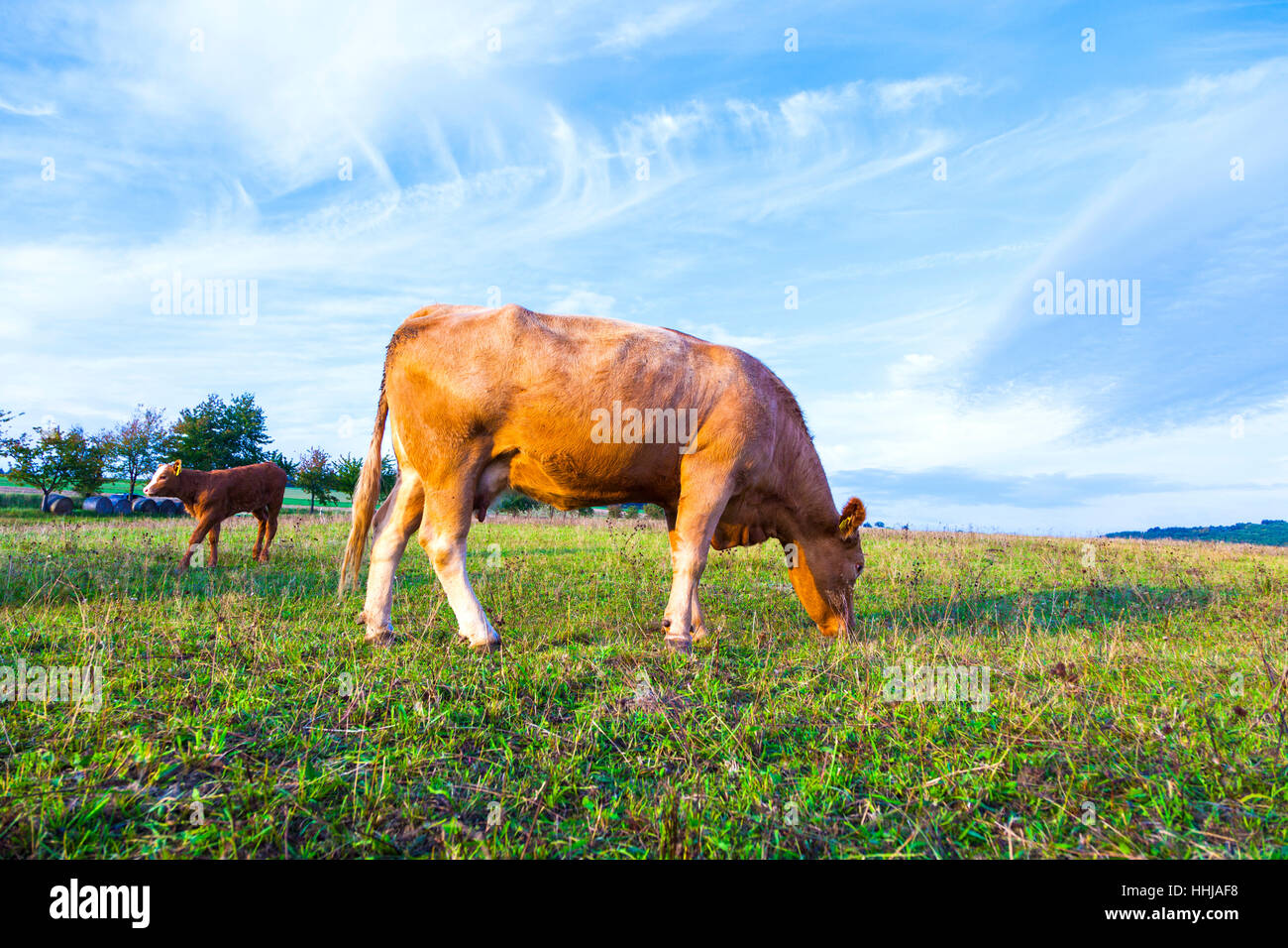 animal, agriculture, farming, cow, farm, cattle, meadow, beef, blue ...
