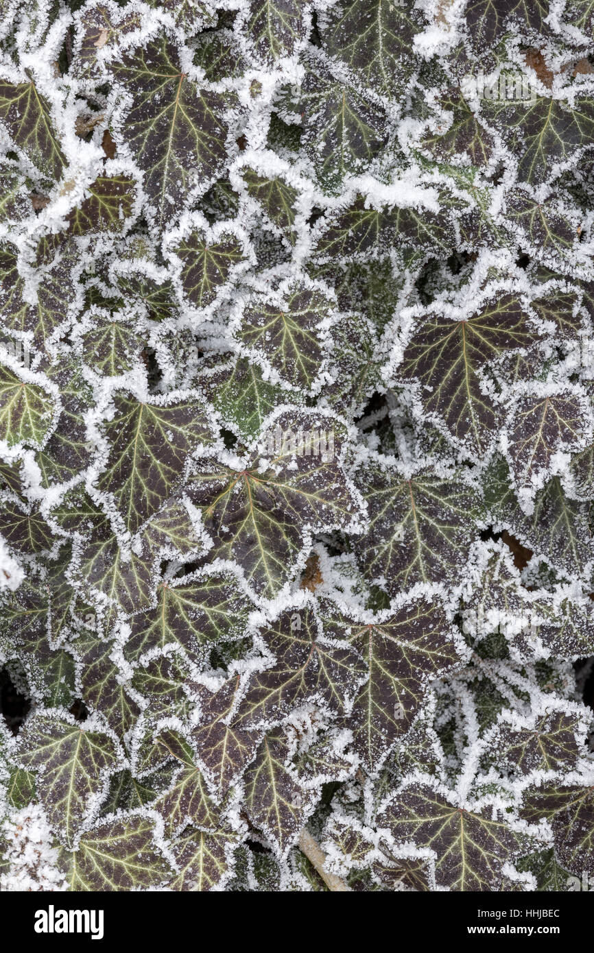 Hedera Helix Winter Frost High Resolution Stock Photography and Images ...