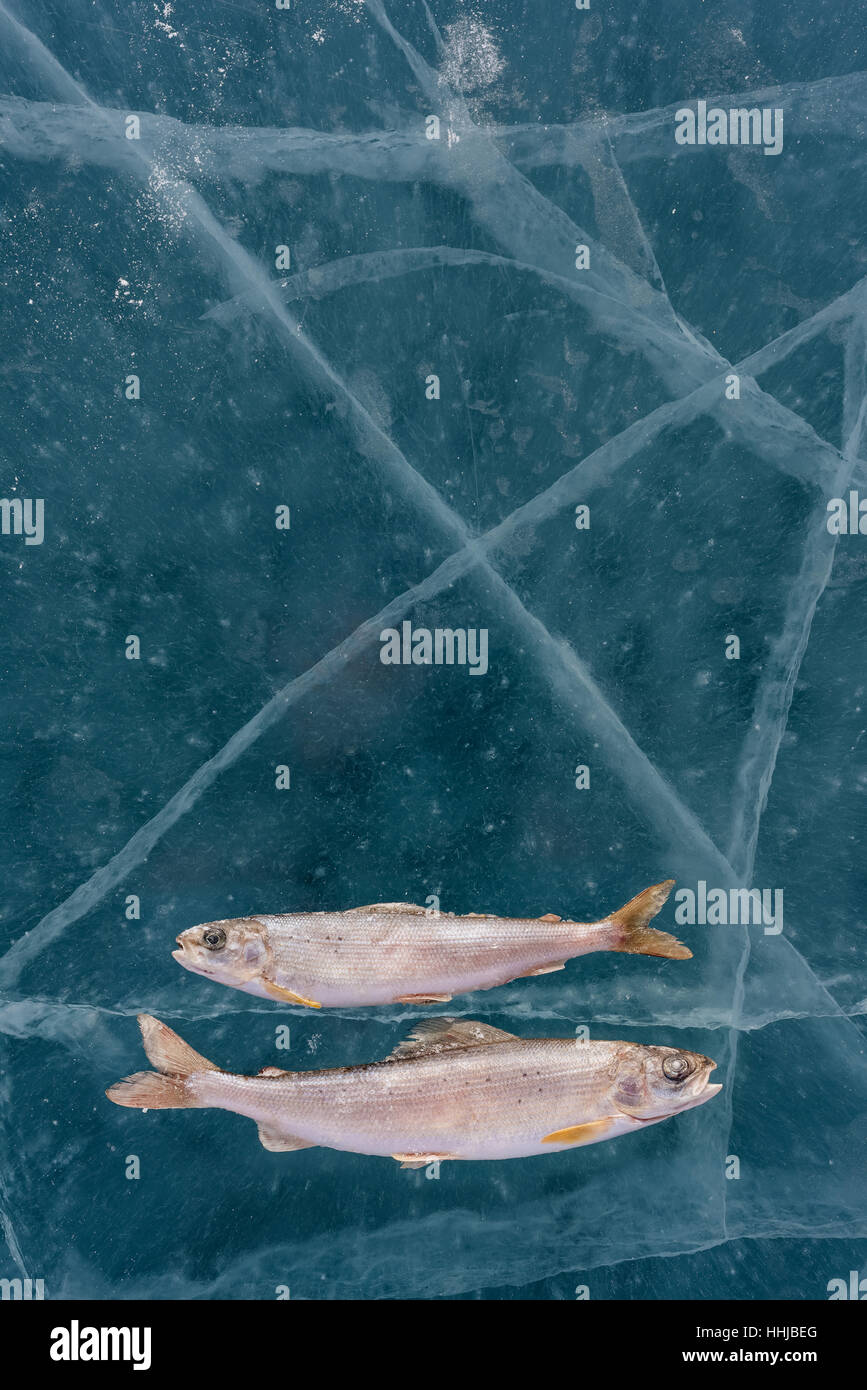 Baikal black grayling hi-res stock photography and images - Alamy