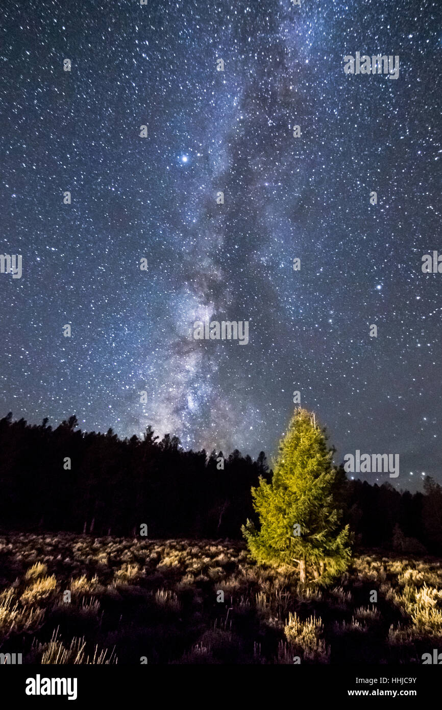 The brilliant Milky Way ascends vertically over a solitary pine tree at ...