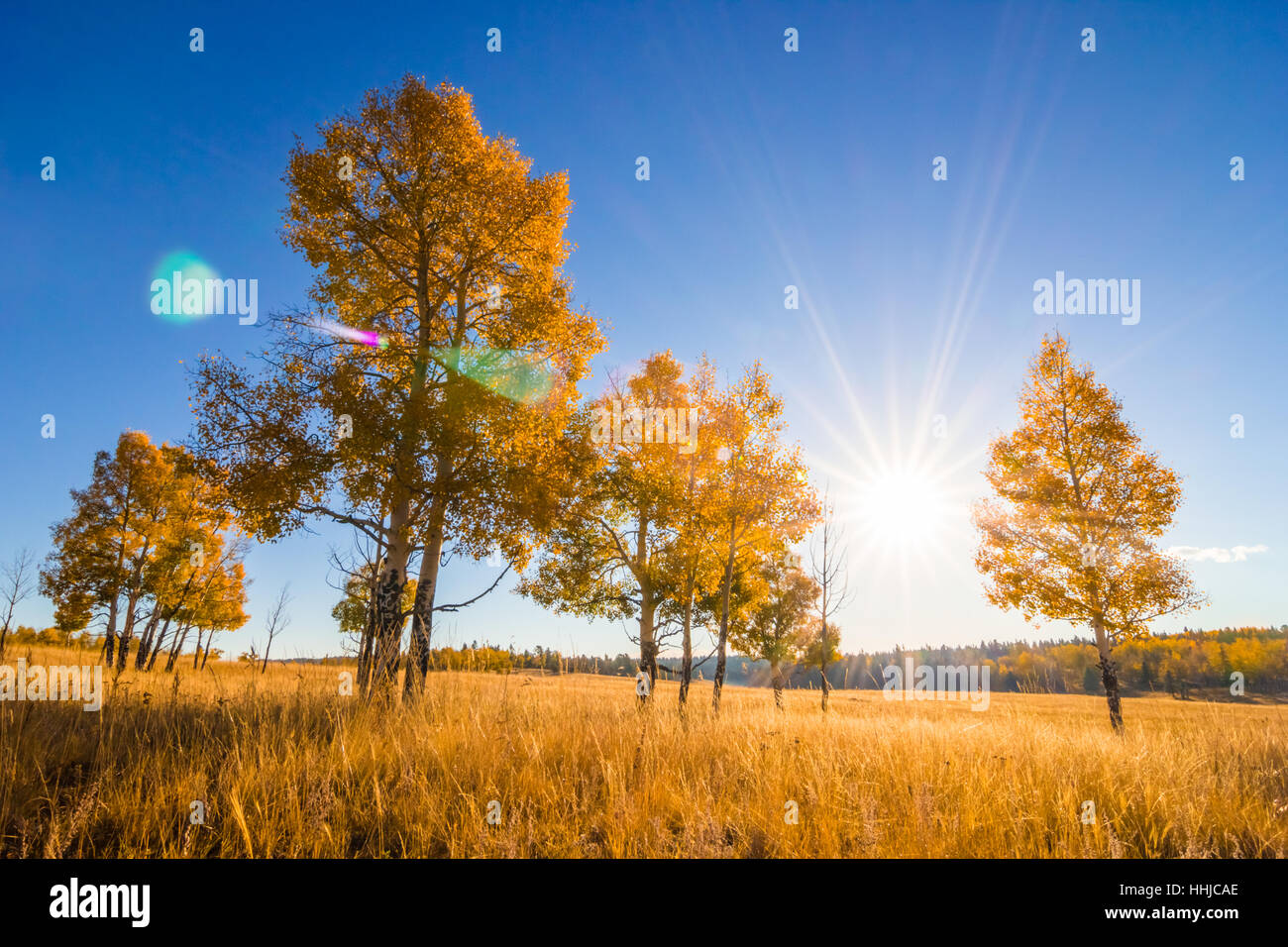 Morning sun rises above golden fields and golden aspens near Divide ...