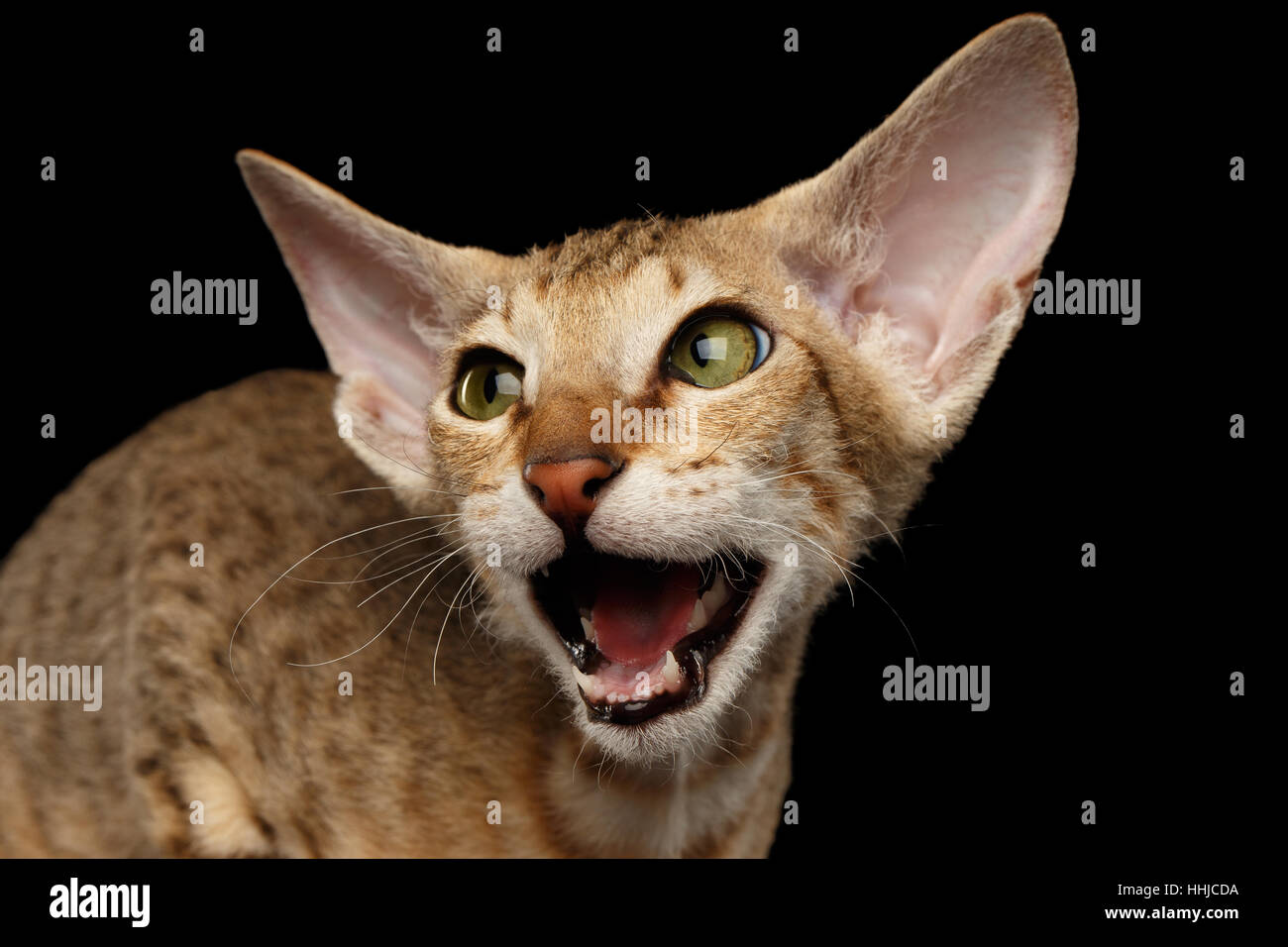 Peterbald cat hi-res stock photography and images - Alamy