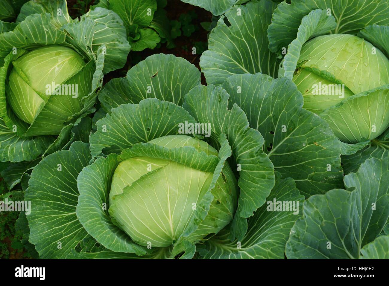 Big cabbage white hi-res stock photography and images - Alamy