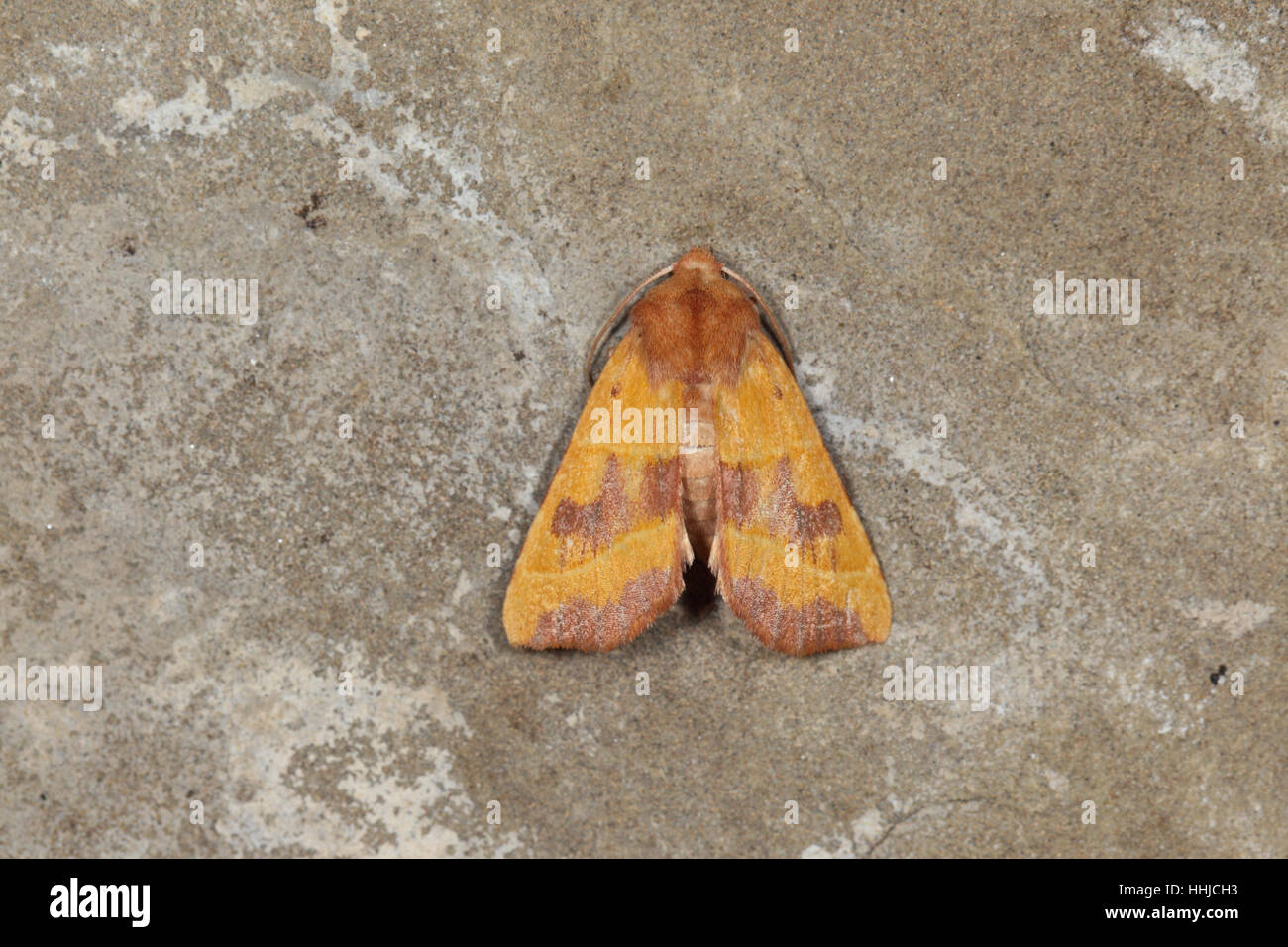 Centre-barred Sallow (Atethmia centrago) - yellow and pink-brown moth ...