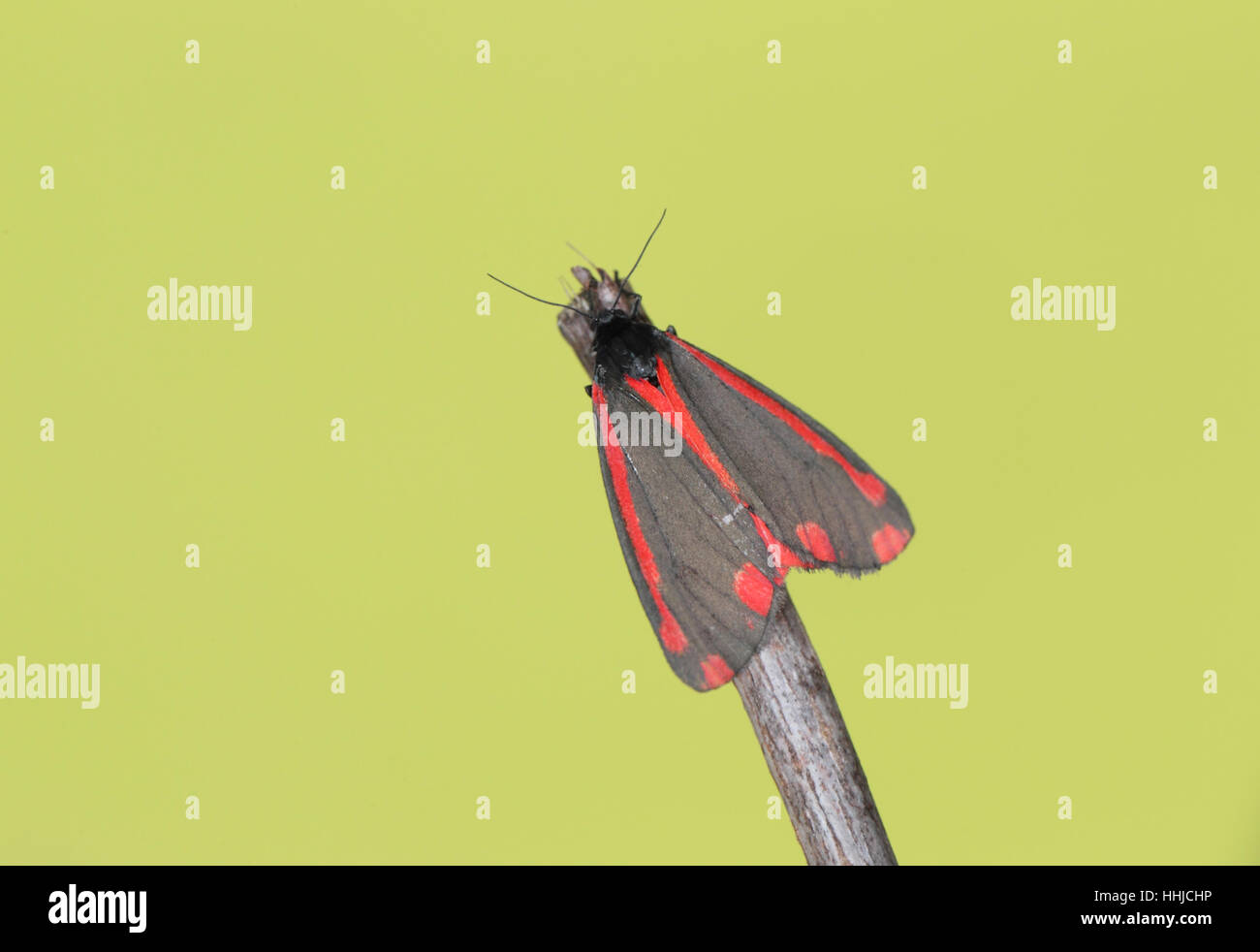 Red moth hi-res stock photography and images - Alamy