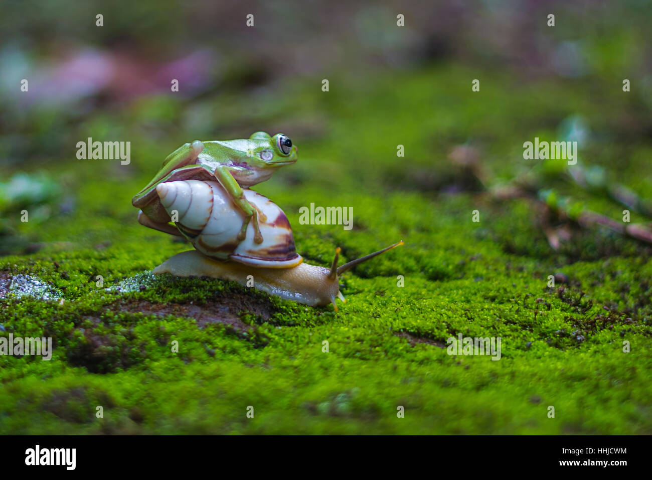 Snake flower hi-res stock photography and images - Alamy