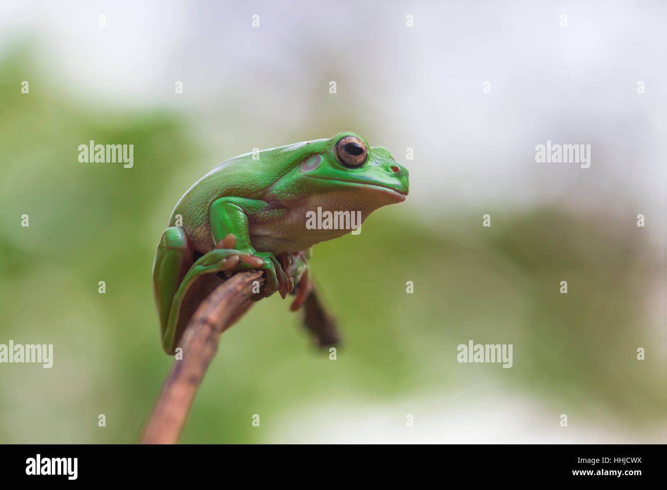 Reptiles frog hi-res stock photography and images - Alamy
