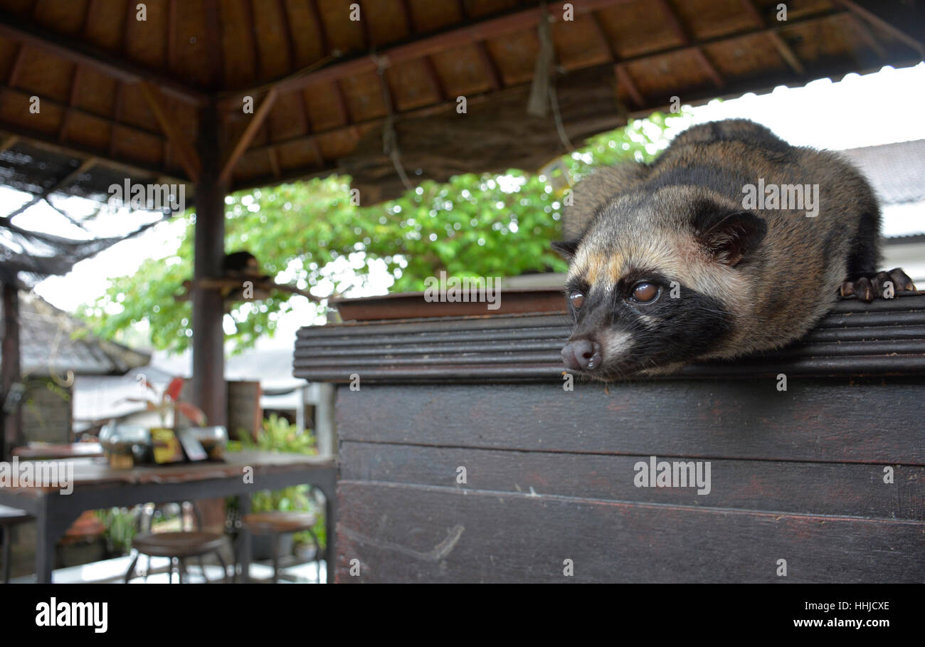 Lewak at a Coffee shop in Bali. The Lewak coffee beans have been ...