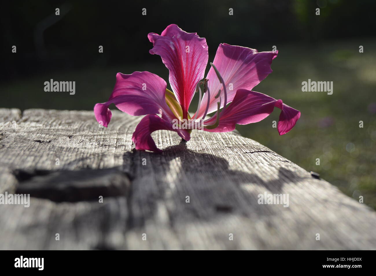 the beautiful flower and its shadow Stock Photo - Alamy