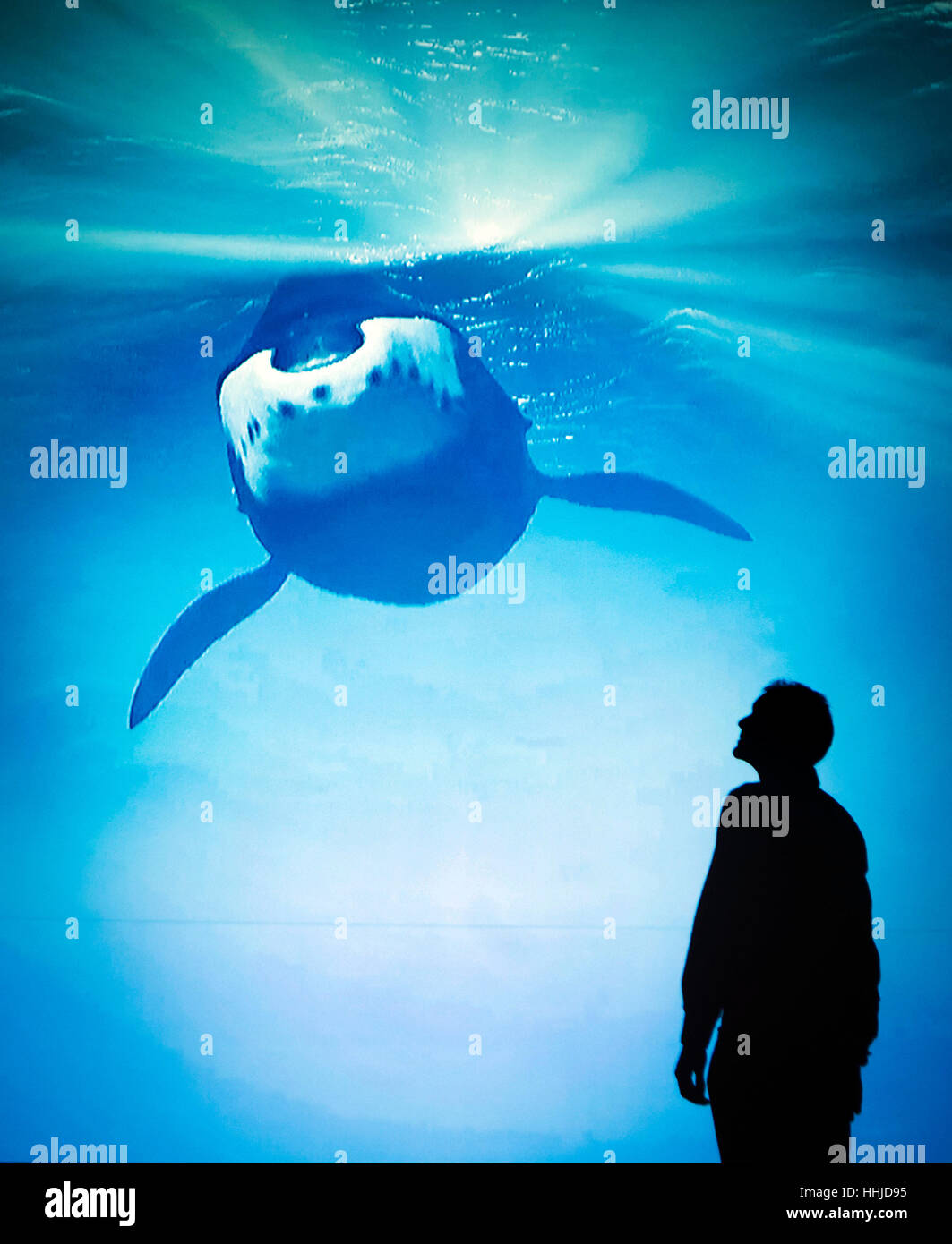 Highlighting hulls whaling heritage hi-res stock photography and images ...