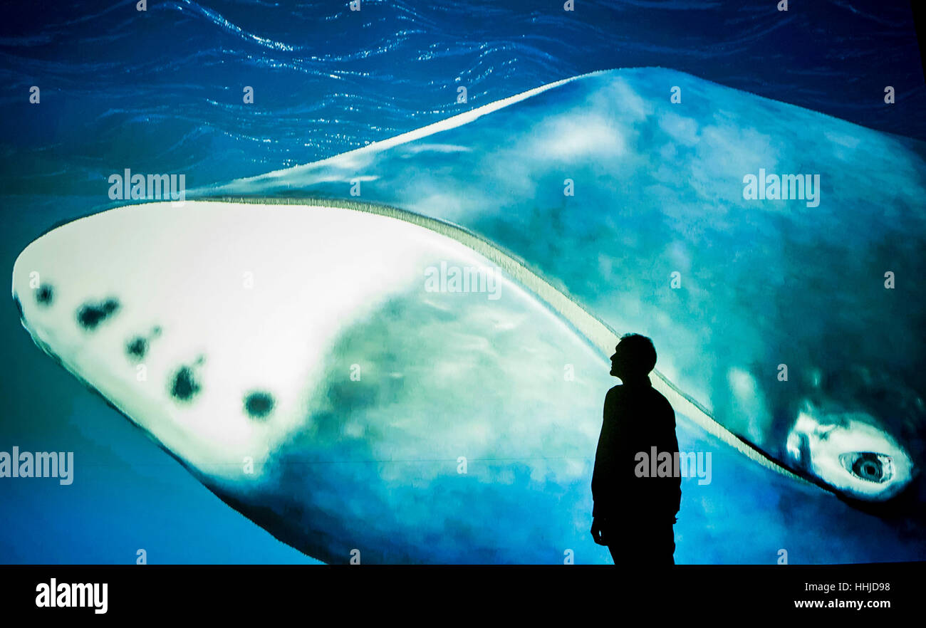 A man views a lifelike audiovisual installation of a Bowhead whale ...