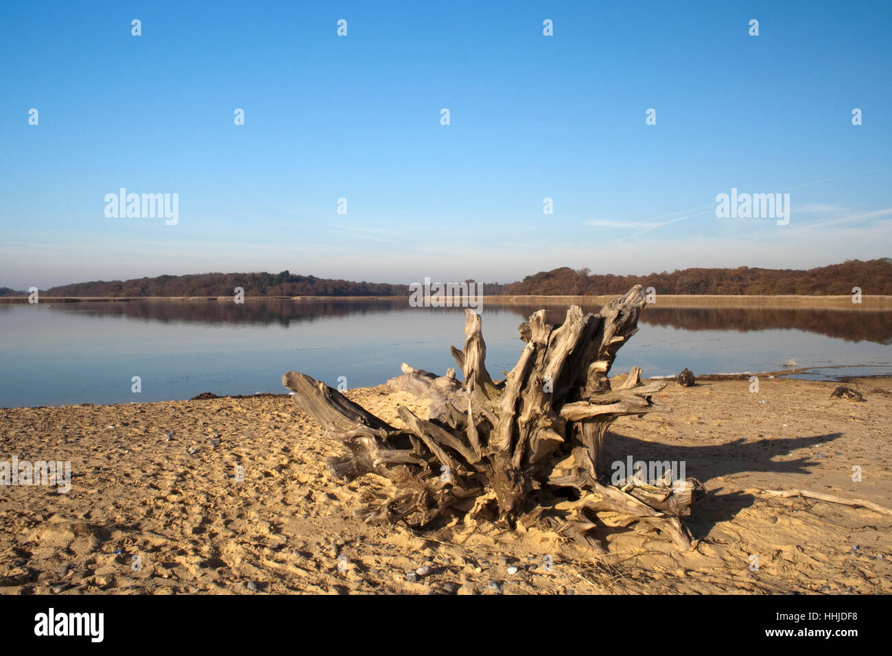 Dead tree on the beach hi-res stock photography and images - Alamy