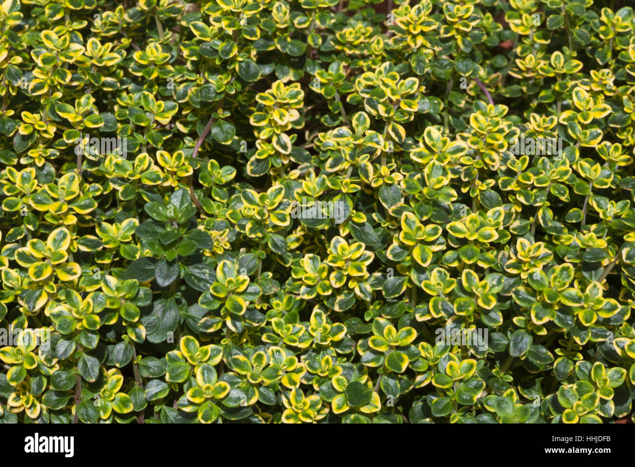 Thymus pulegioides - Broad leaved Thyme Stock Photo - Alamy