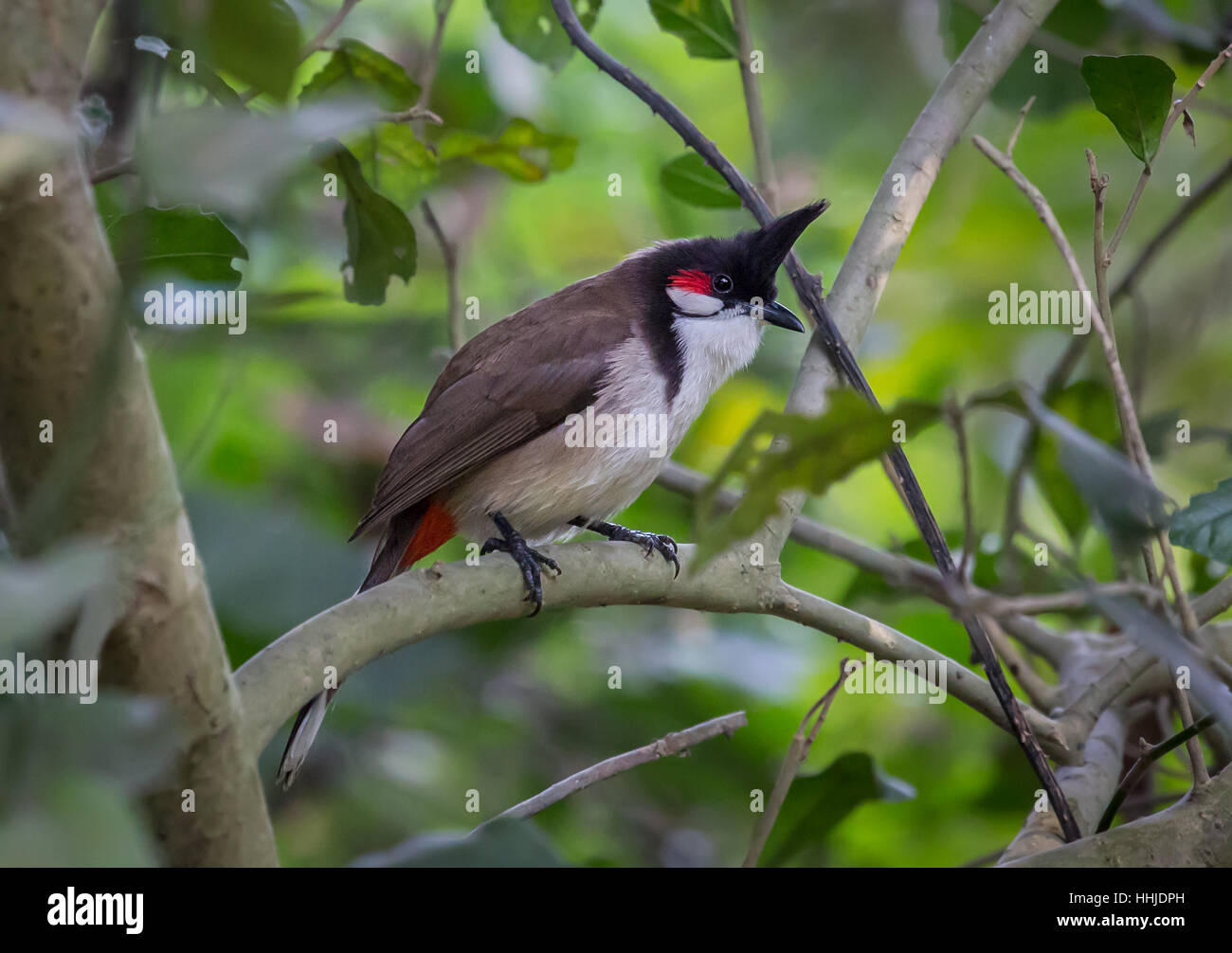 Indian bird - Asian paradise flycatcher in dense foliage in natural ...