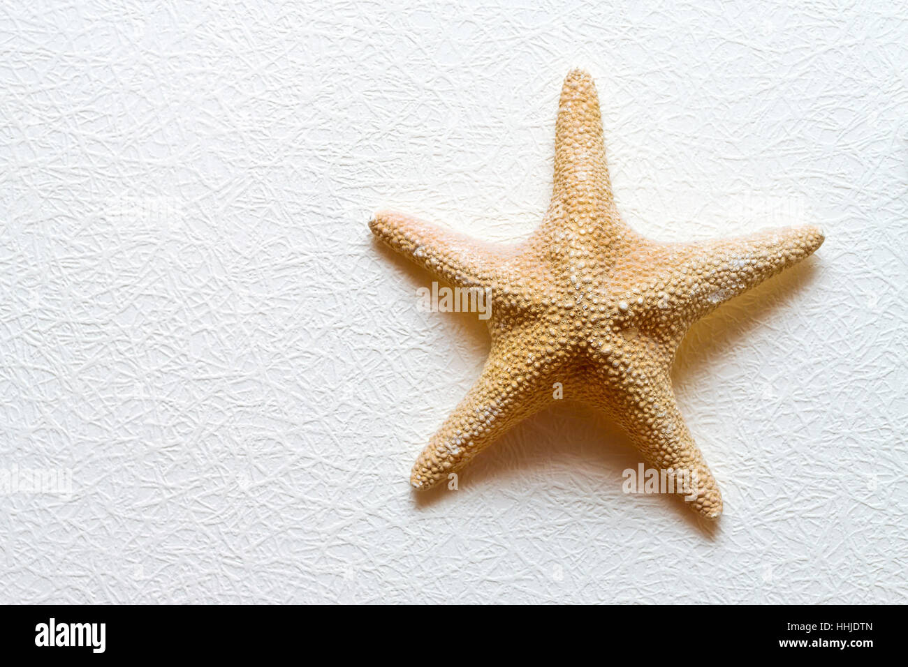 Starfish on white textured wallcovering. Dried five-pointed sea star ...