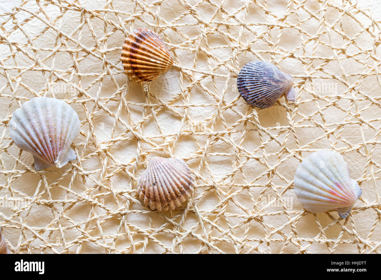 Sea shells and clams on a white woven mesh. Exotic inhabitant of sea ...