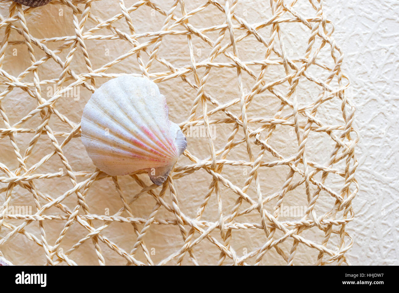 Sea shells and clams on a white woven mesh. Exotic inhabitant of sea ...