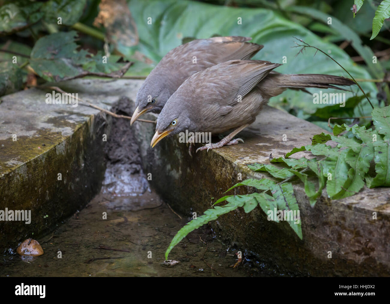 Common Indian Birds