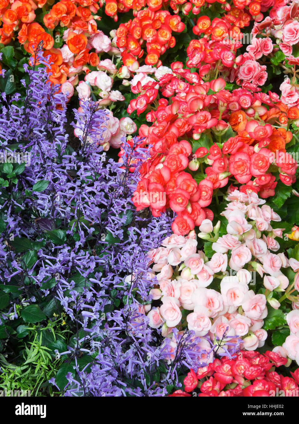 Colorful flowers row in the spring house of the botanical garden Stock ...