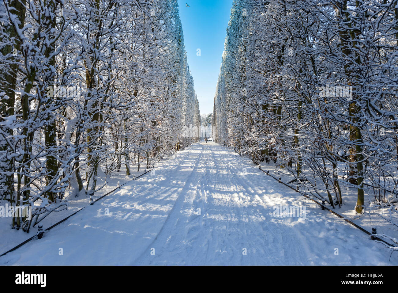 Snow covered city park in a winter day. Oliwa, Poland Stock Photo - Alamy