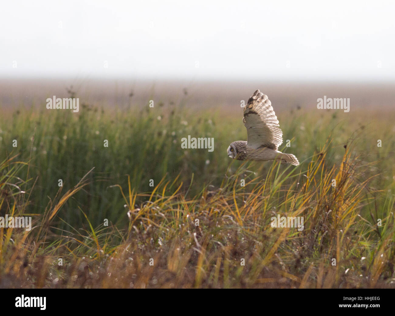 Short reeds hi-res stock photography and images - Alamy