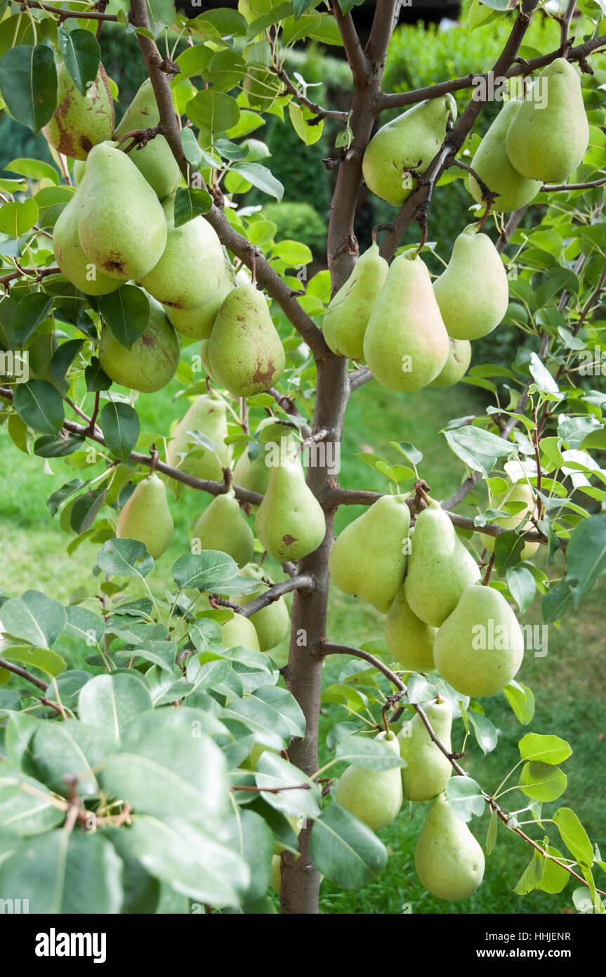 Pear tree with fruit hi-res stock photography and images - Alamy