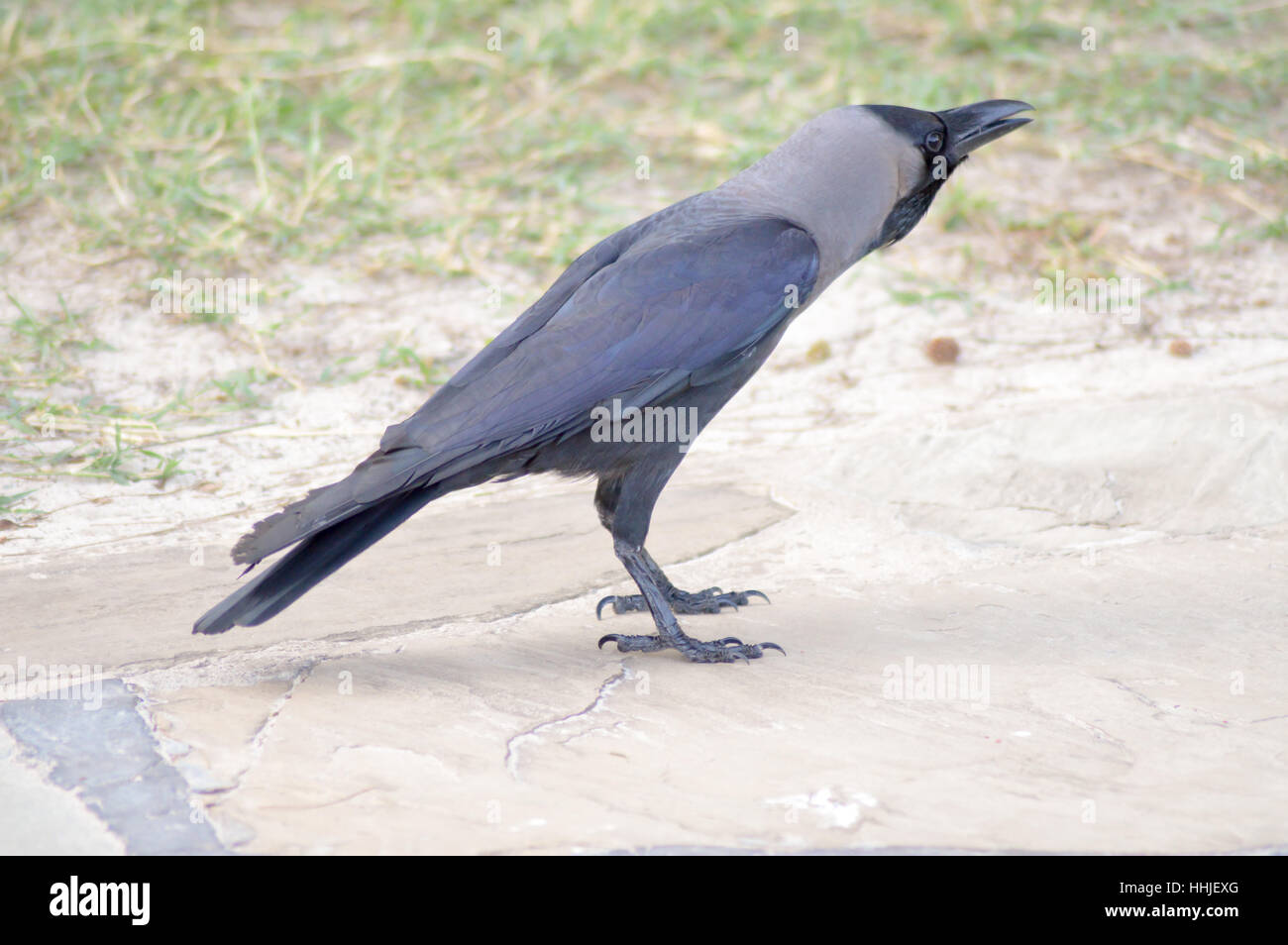 The crow stone hi-res stock photography and images - Alamy