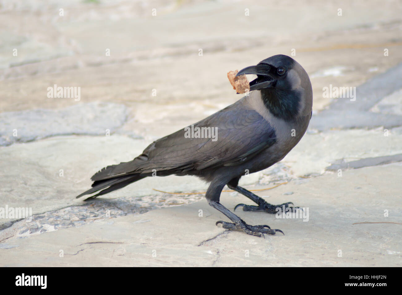 Black Crow laid on stone floor with a piece of bread in the beak in ...