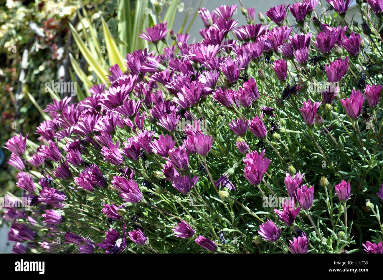 cape daisies full sun Stock Photo - Alamy