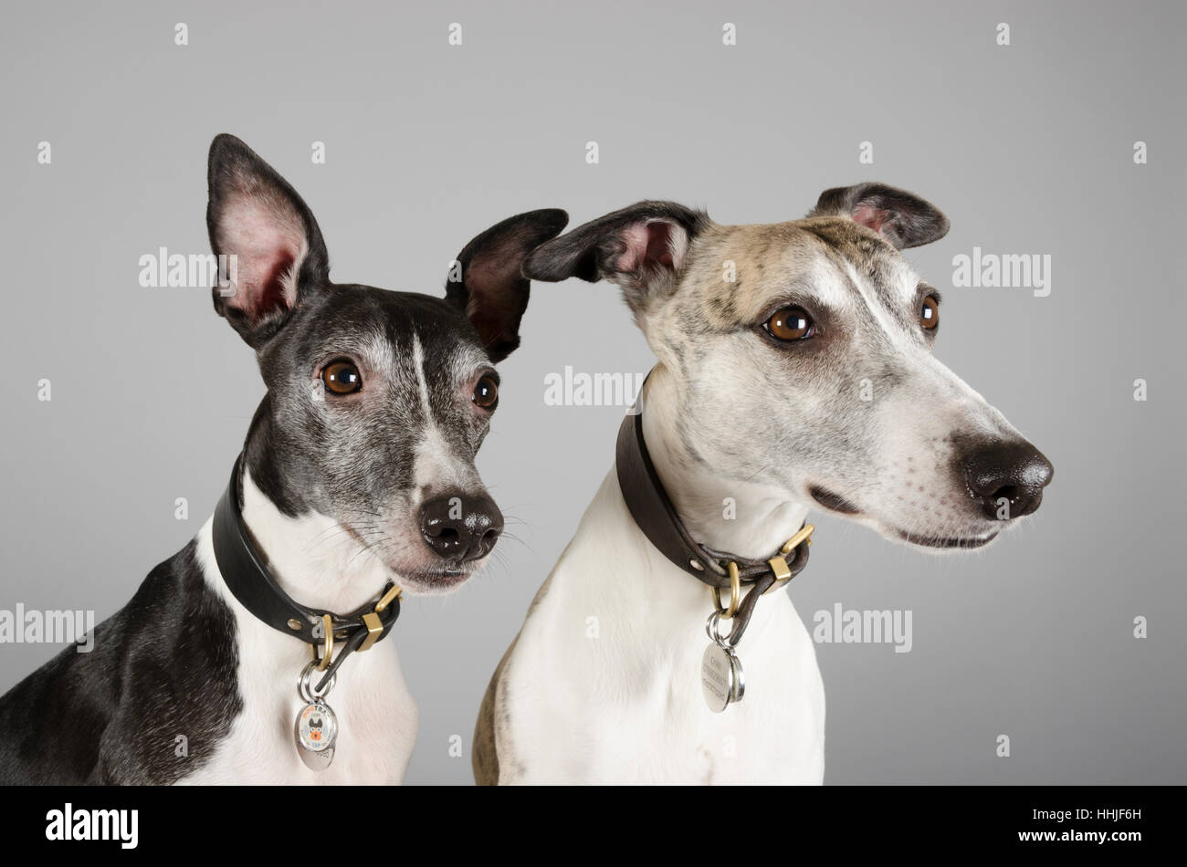 Two whippets hi-res stock photography and images - Alamy