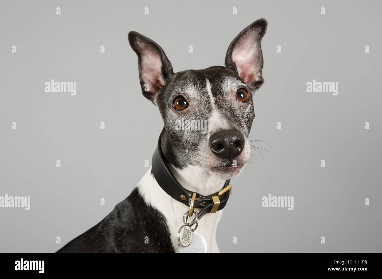Male whippet, 7 years old, UK Stock Photo - Alamy