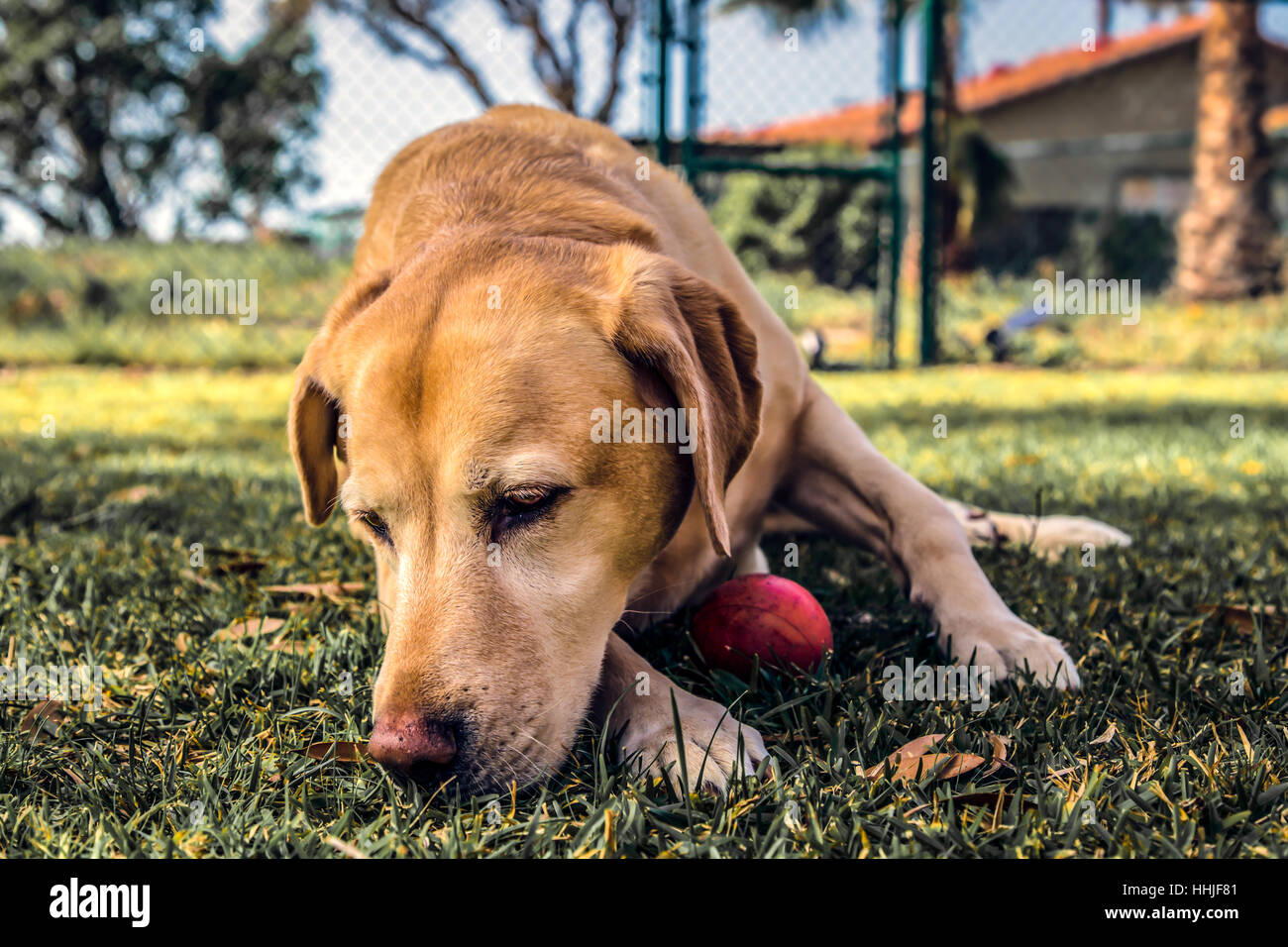 This is our eight year old Yellow Labrador named Casey with her ...