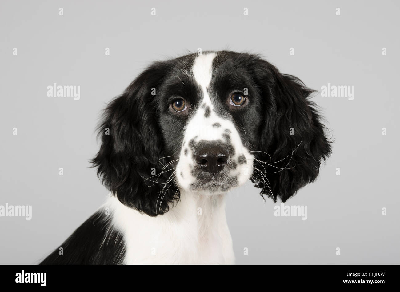 English Springer Spaniel Puppy Weeks High Resolution Stock Photography ...