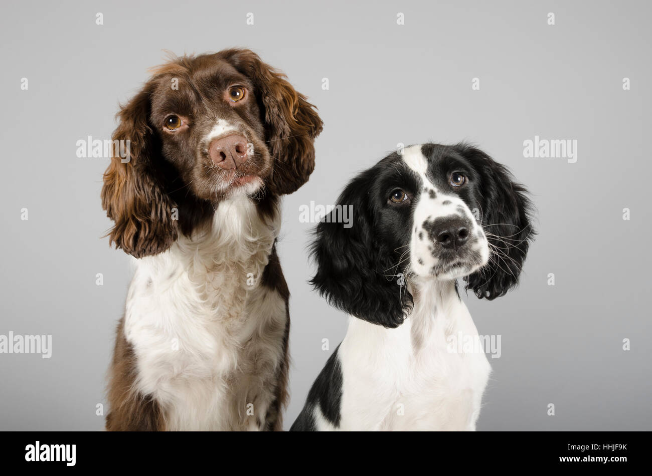 Two well behaved spaniels hi-res stock photography and images - Alamy