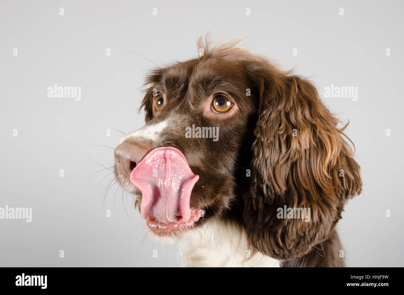 English Springer Spaniel, female, 5 years old, UK Stock Photo - Alamy