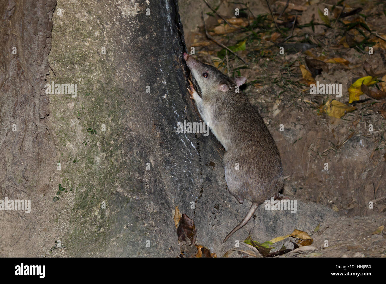 Long-nosed Bandicoot Perameles nasuta Atherton Tablelands Queensland ...