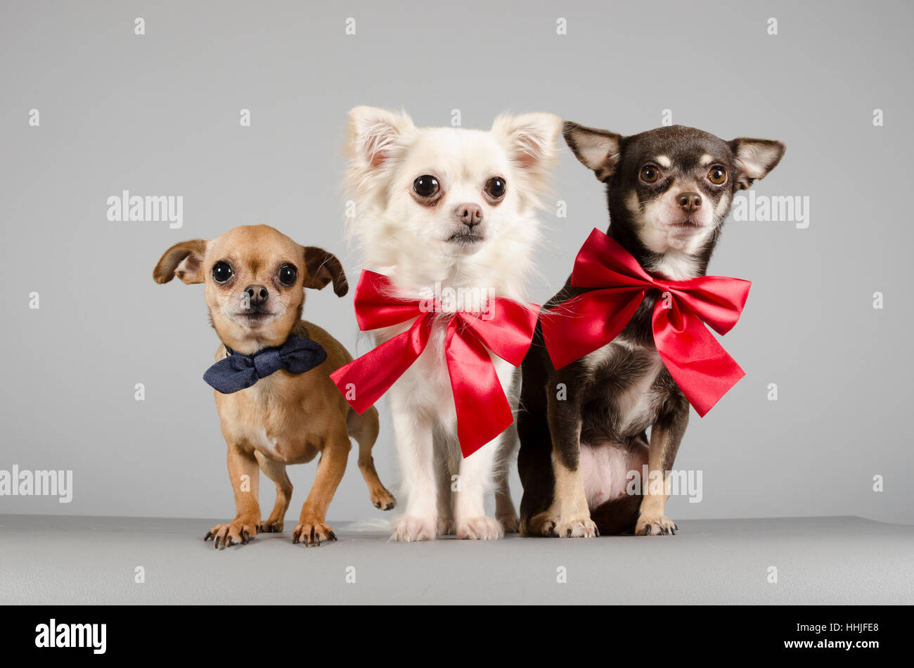 Three Chihuahua Dogs sitting together with a grey background behind ...