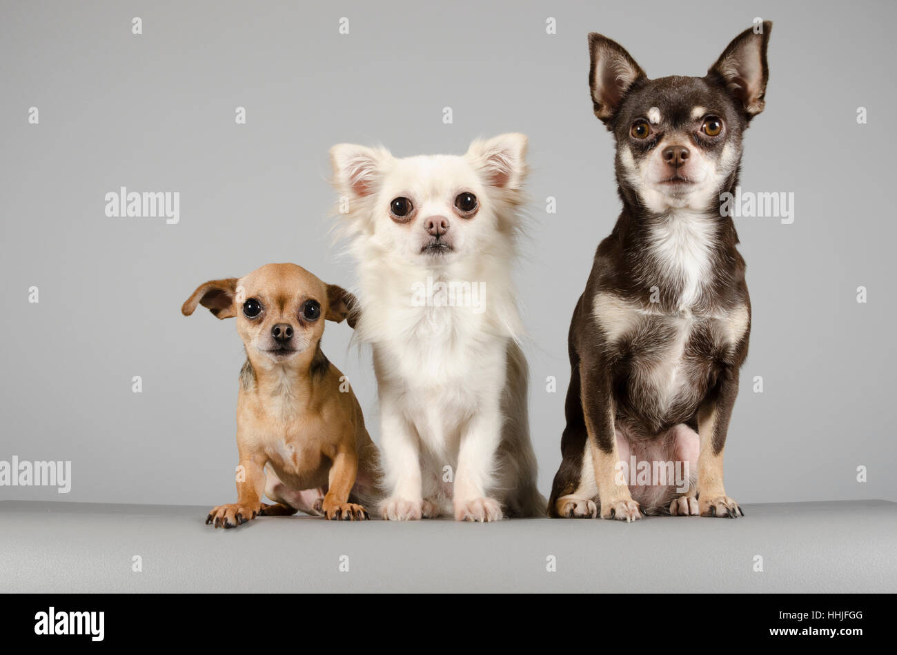 3 dogs sat together hi-res stock photography and images - Alamy