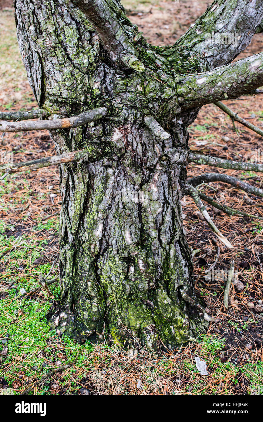 Heavy moss growth on a heavily branched tree after weeks of winter rain ...
