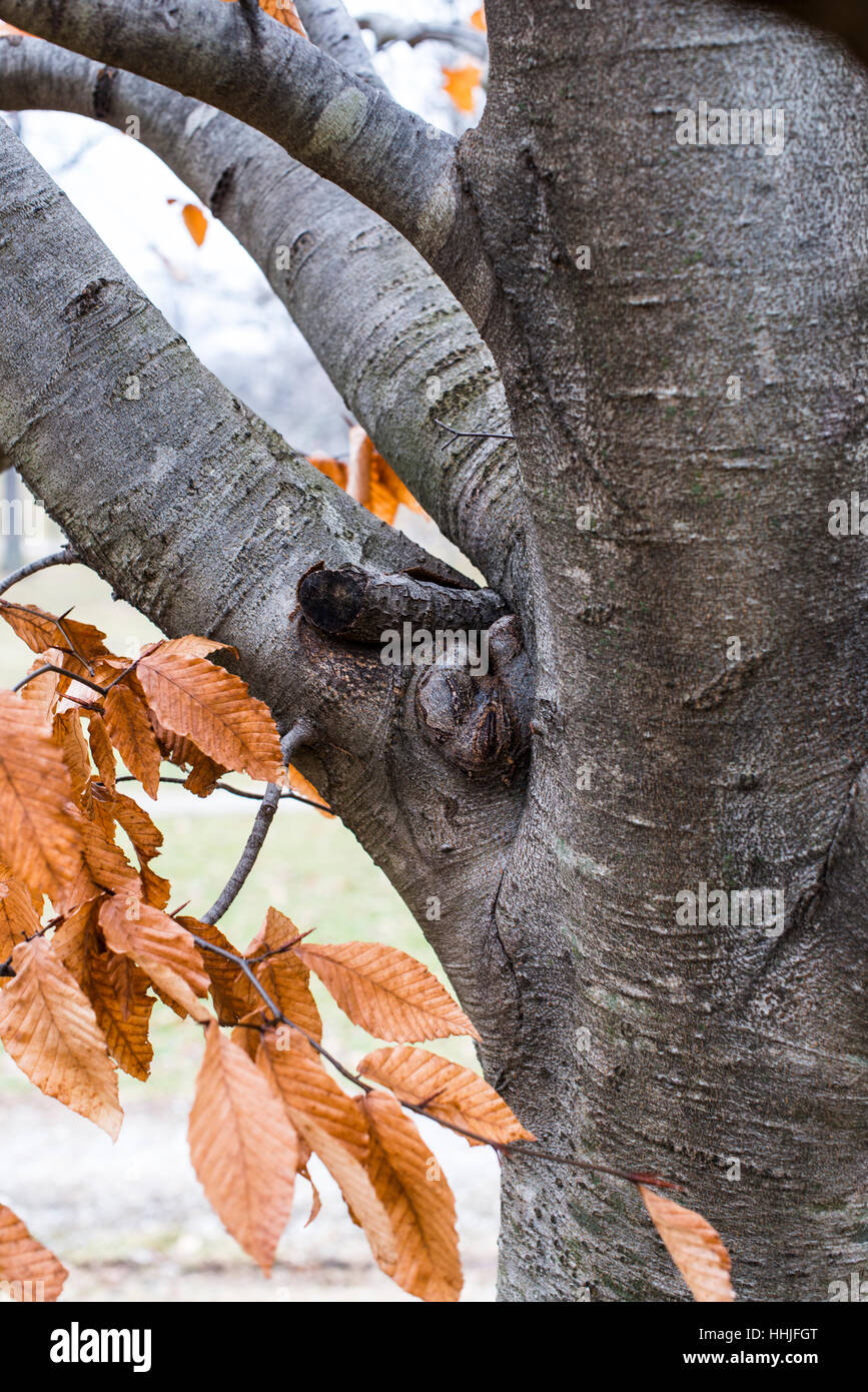 Close up of strange branch growth on a tree still retaining some fall ...