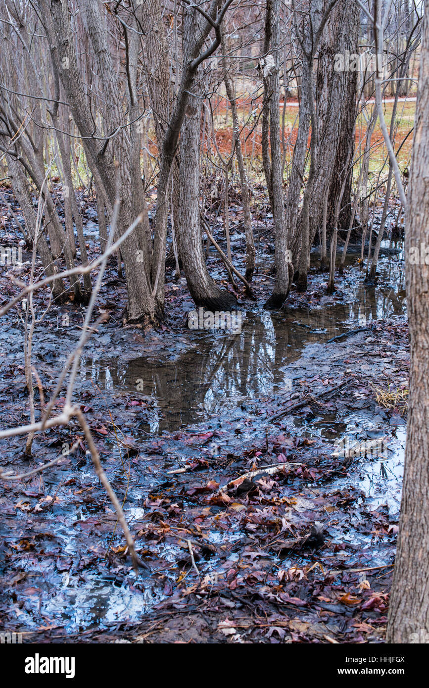 Black mud surrounds trees in a small swampy park area in the Midwest US ...
