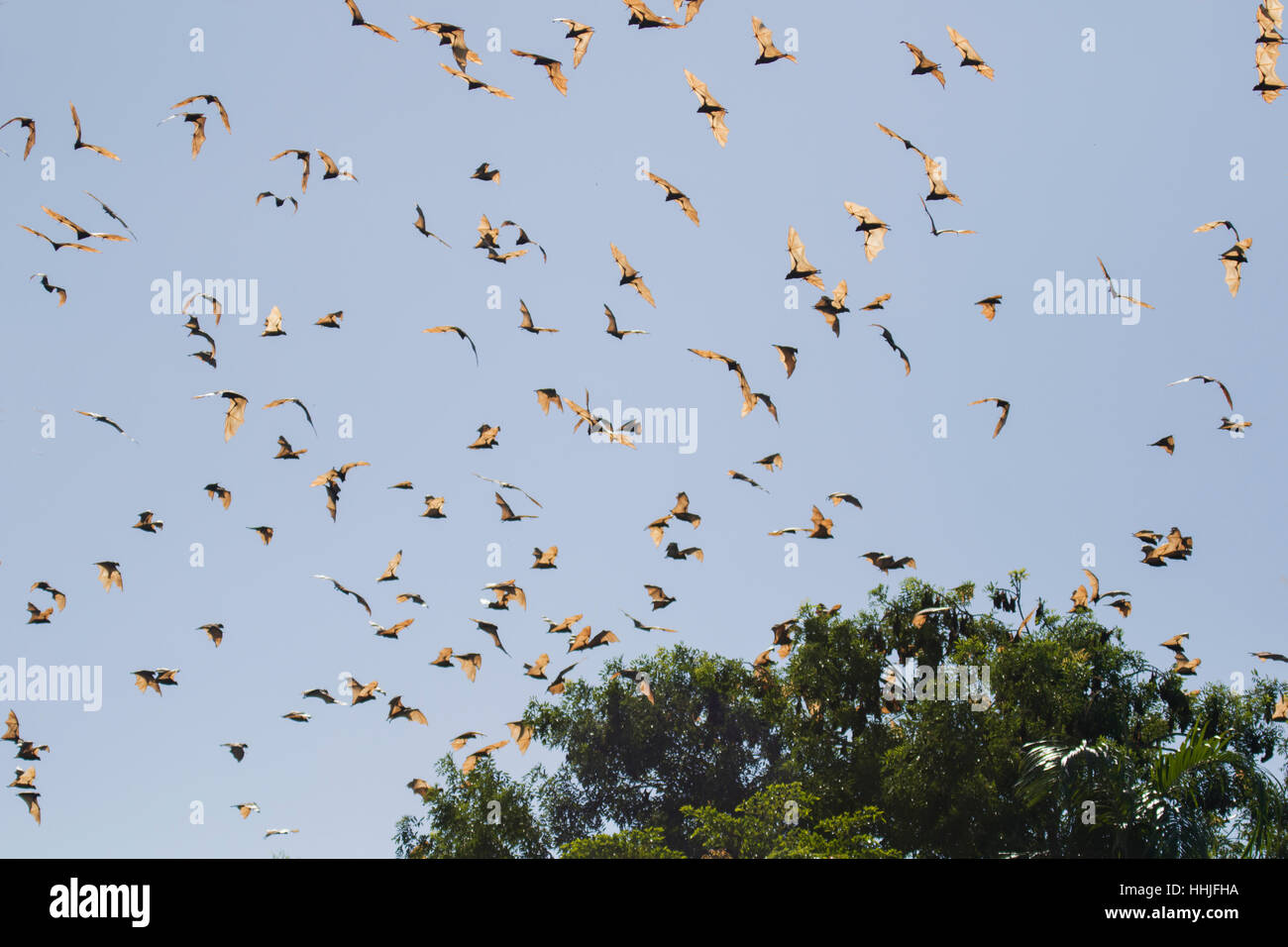 Black Fruit Bat - flock in flight duirng the day Pteropus alecto Kakadu ...