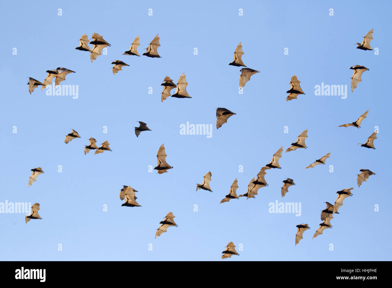 Black Fruit Bat - flock in flight duirng the day Pteropus alecto Kakadu ...