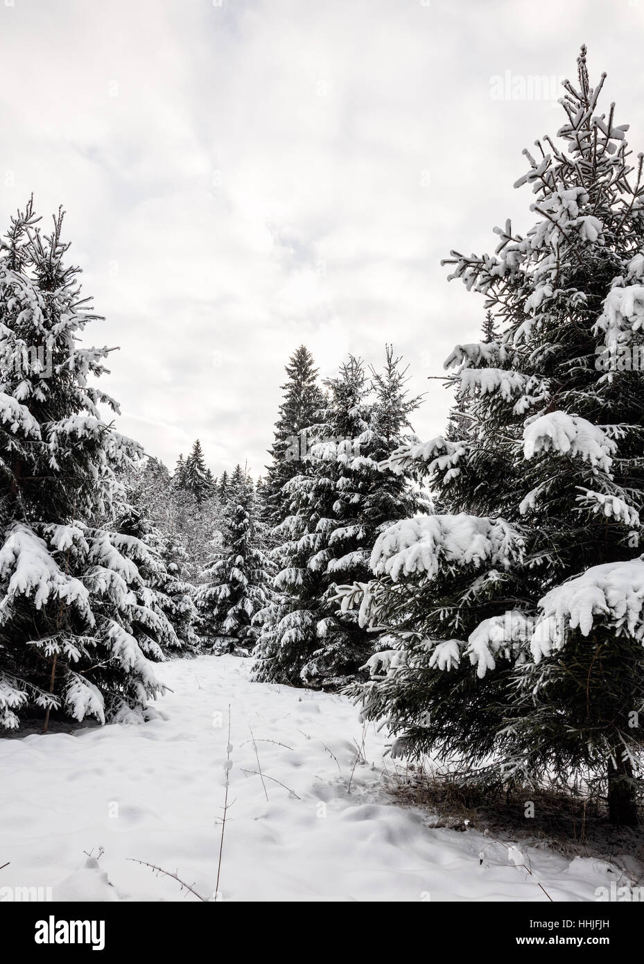 Snow covered spruce trees hi-res stock photography and images - Alamy