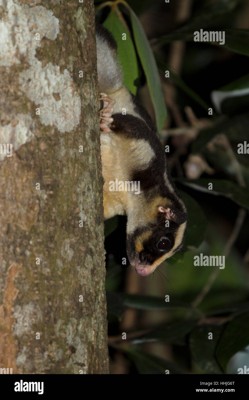 Dactylopsila Trivirgata High Resolution Stock Photography and Images ...